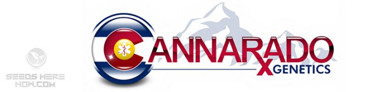 Cannarado Genetics Seeds For Sale - Seedsherenow