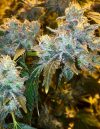 Green Team Genetics | Premium Cannabis Seeds For Sale