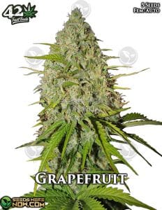Fast Buds » Seeds Here Now