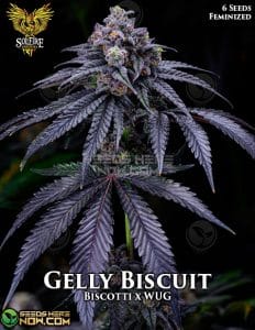 Solfire Gardens | Seeds Here Now