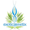 Exotic Genetix | Seeds Here Now