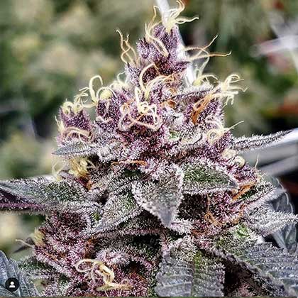 Solfire Gardens | Seeds Here Now