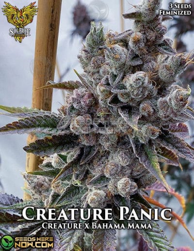 About Solfire Gardens Seeds & Strains | Seeds Here Now | 🌿🔥