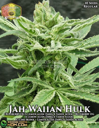 Sativa Dominant » Seeds Here Now Sativa Dominant » Seeds Here Now
