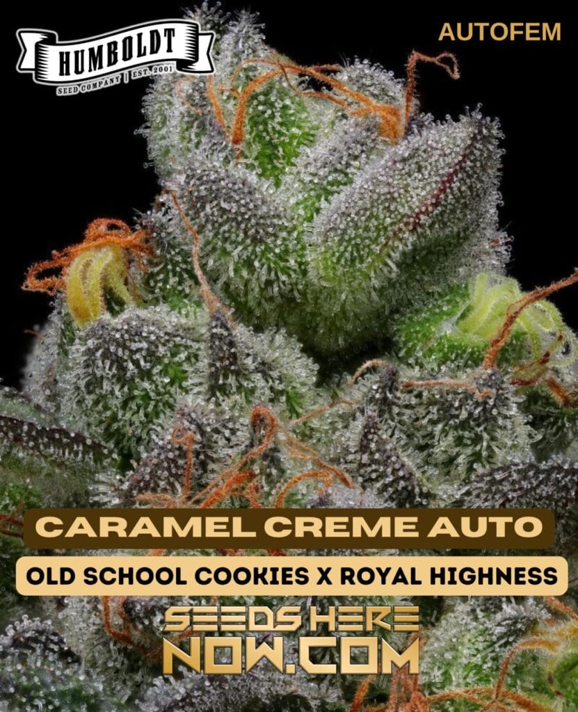 Order Caramel Creme Autoflower Pot Seeds 10-Pack | High-THC
