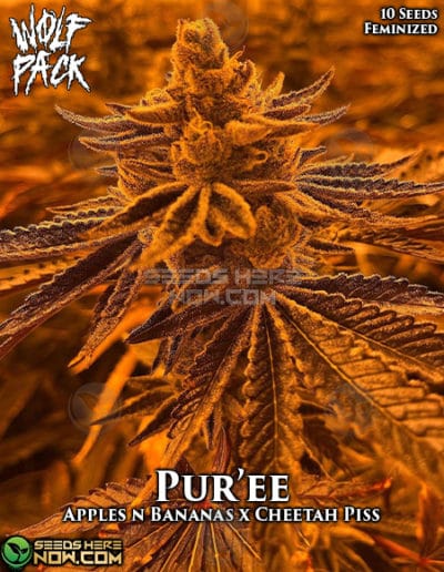 Wolf Pack Selections | Seeds Here Now Wolf Pack Selections | Seeds Here Now