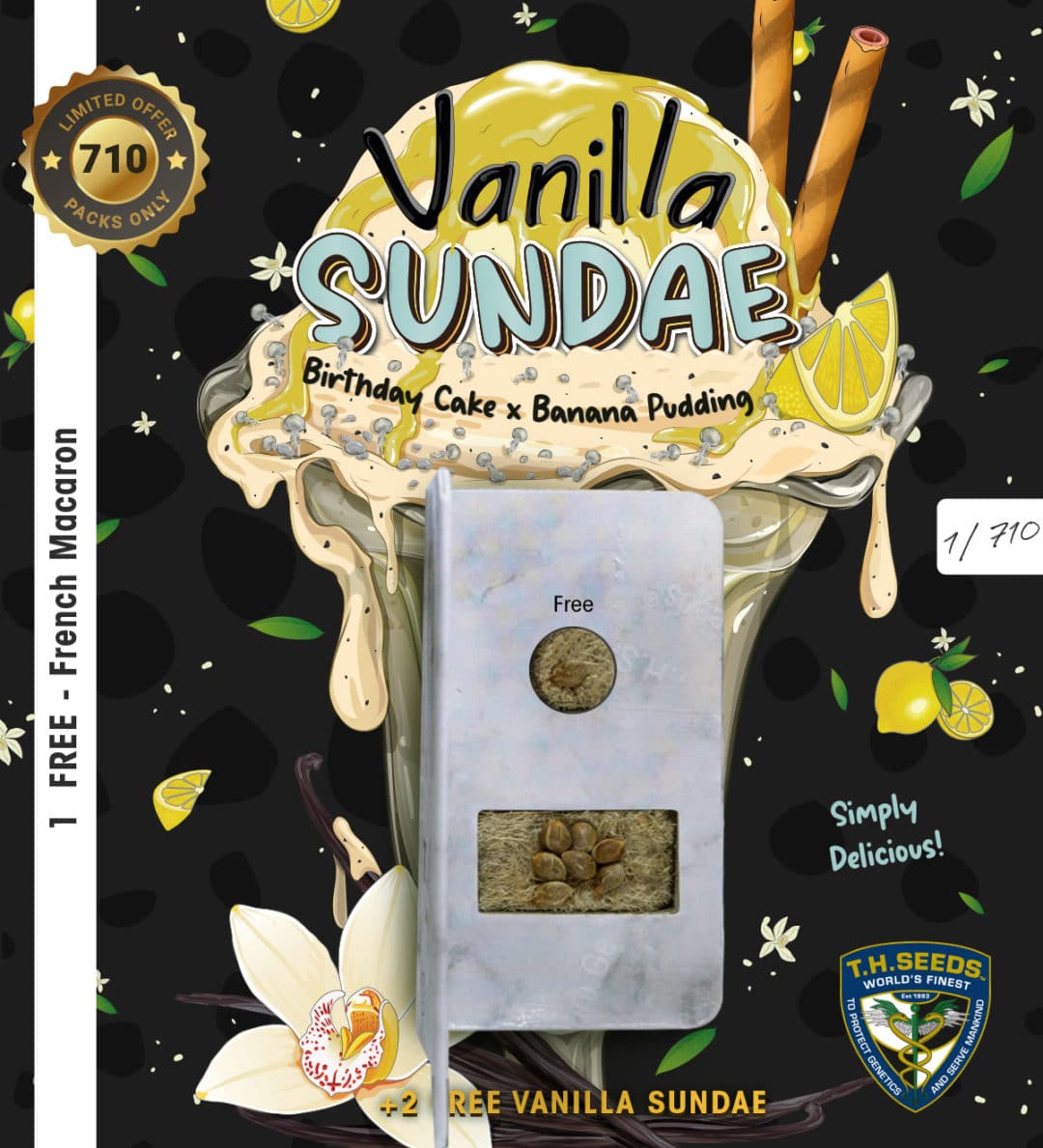 Buy Vanilla Sundae 710 Bonus Pack Feminized Seeds - High T