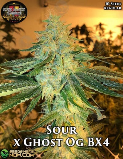 Kush Family Originals - Seeds Here Now Kush Family Originals - Seeds Here Now