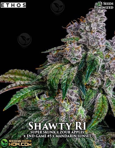 Shop | Seeds Here Now