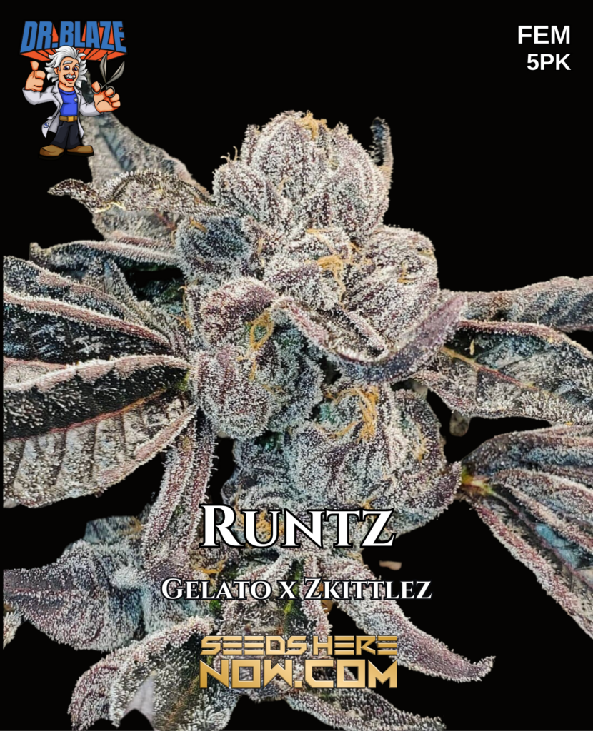 Buy Premium Runtz Seeds | Gelato x Zkittlez | SeedsHereNow.com