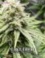 Cannarado Genetics - Seeds Here Now