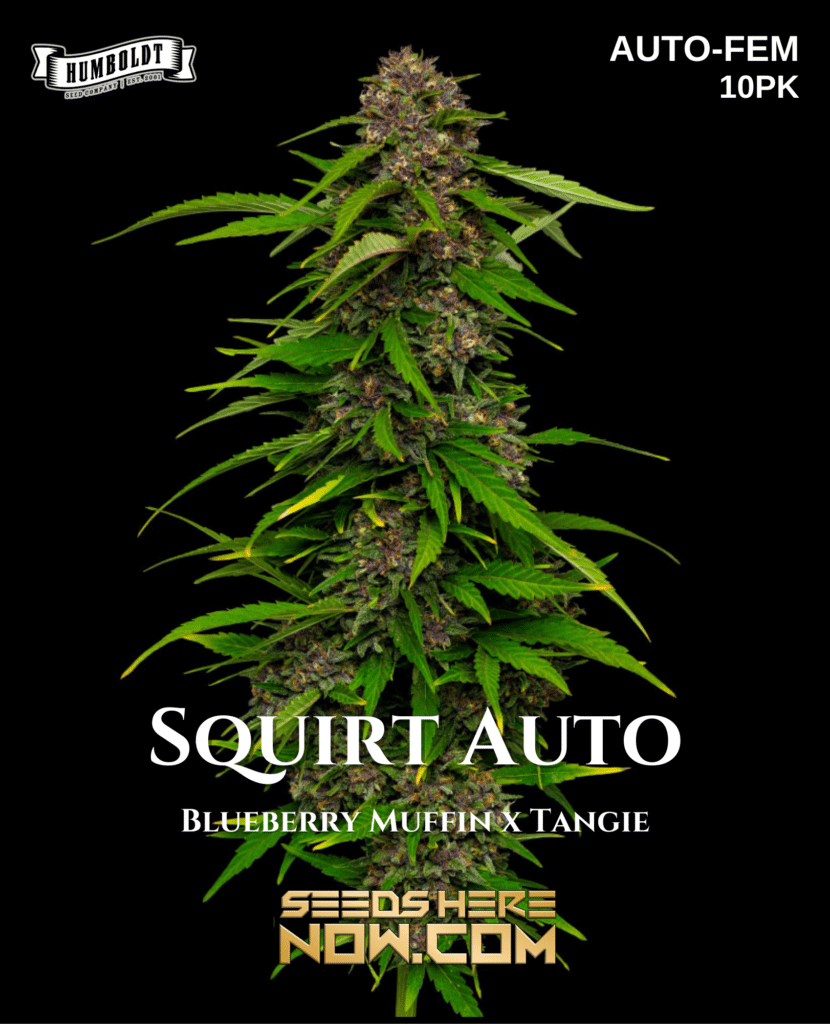 Humboldt Seed Company – Squirt Auto {AUTOFEM} [10pk] - Seeds Here Now
