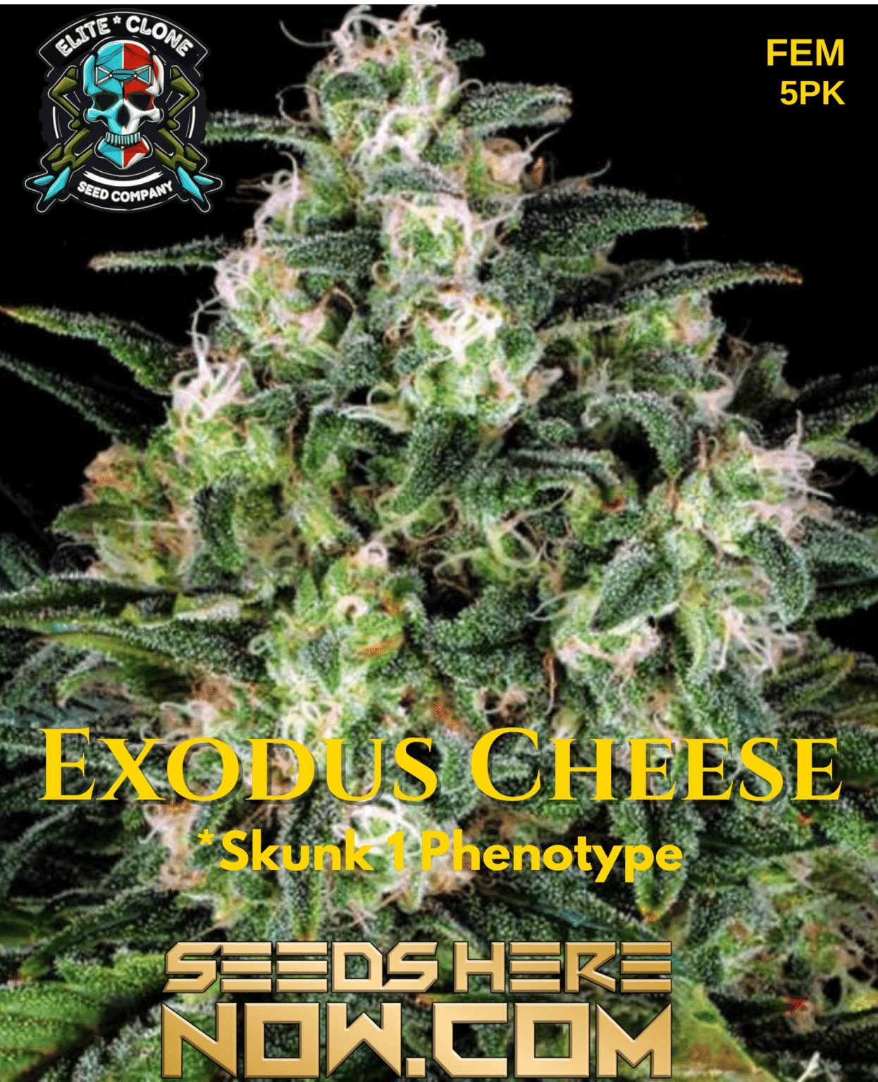 Elite Clone Seed Company – Exodus Cheese {FEM} - Seeds Here Now