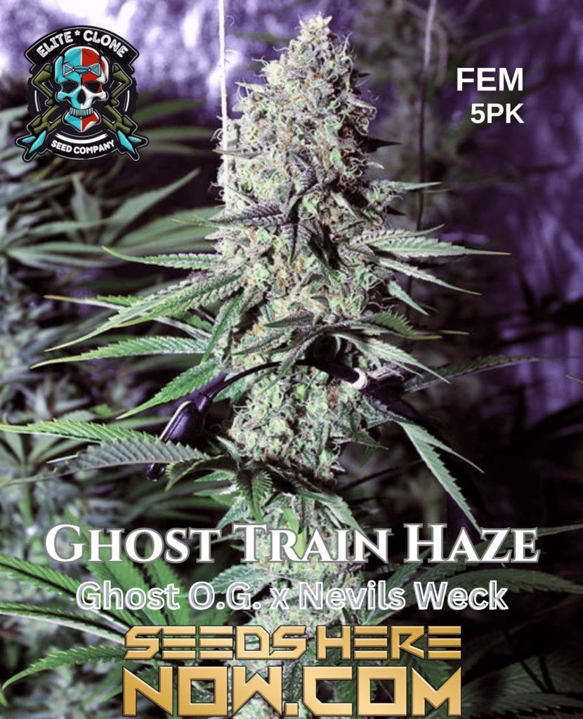 Order Ghost Train Haze Feminized Seeds - Uplifting Effects