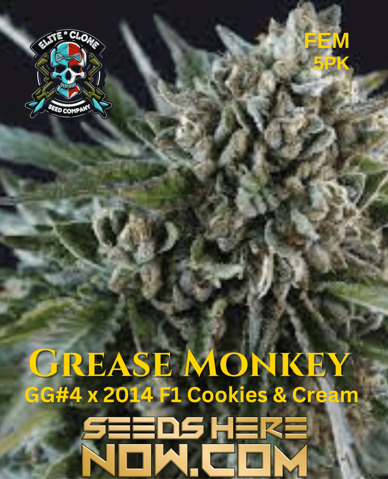 Elite Clone Seed Company – Grease Monkey Strain {FEM} [5pk] | Seeds ...