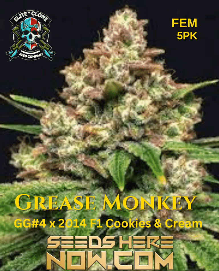 Elite Clone Seed Company – Grease Monkey Strain {FEM} [5pk] | Seeds ...