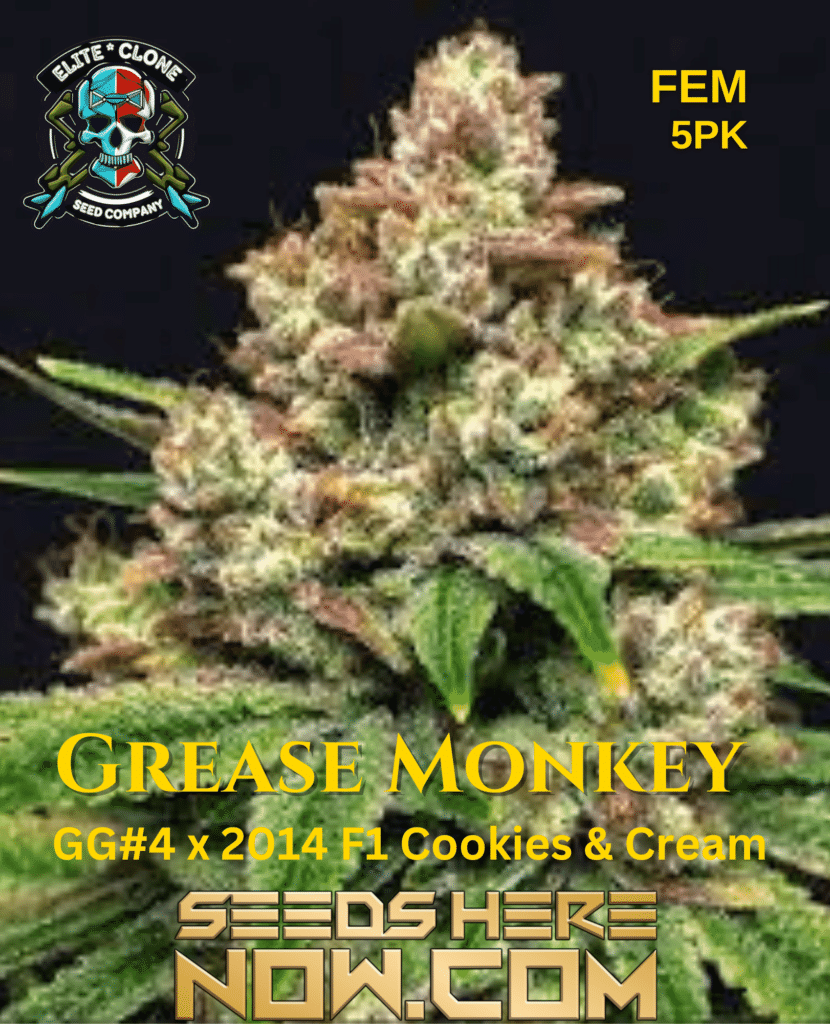 Order Grease Monkey Feminized Seeds - Perfect for Relaxation