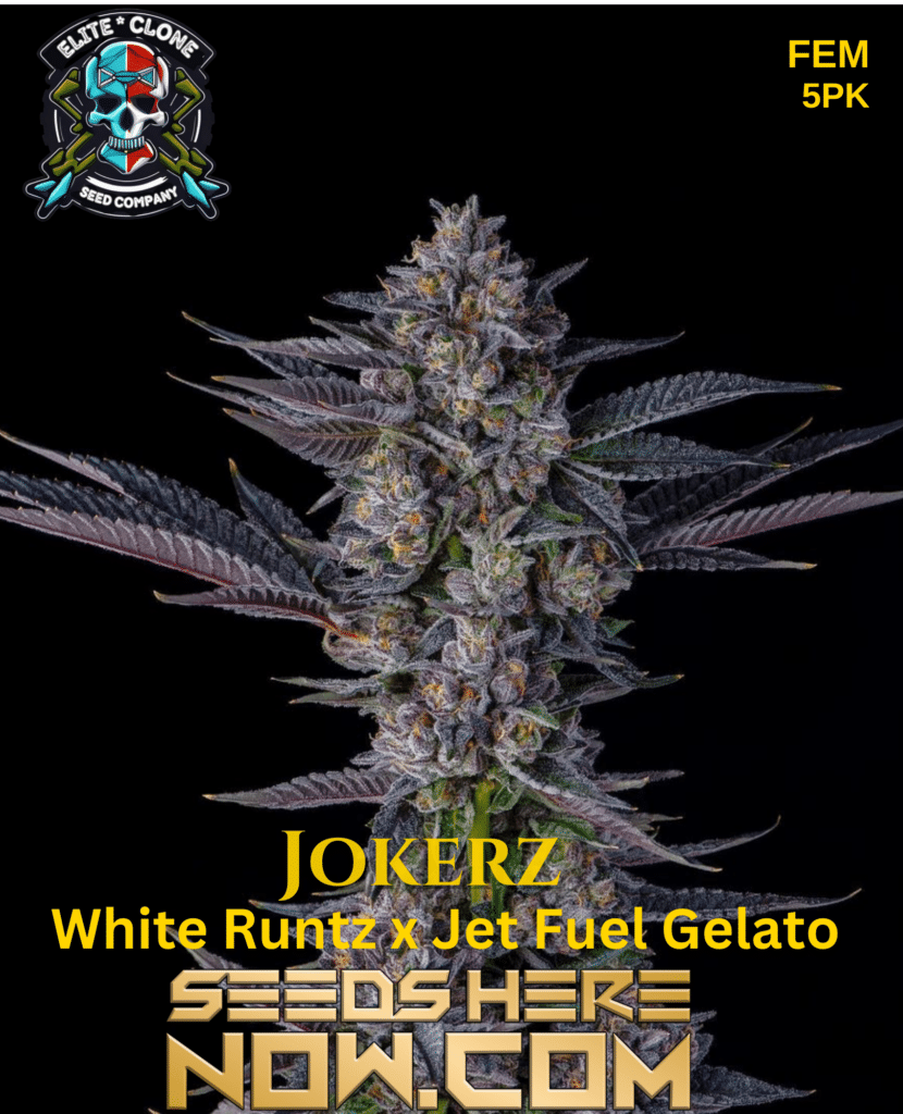 Jokerz Strain – Premium Cannabis Seeds For High THC And Flavor
