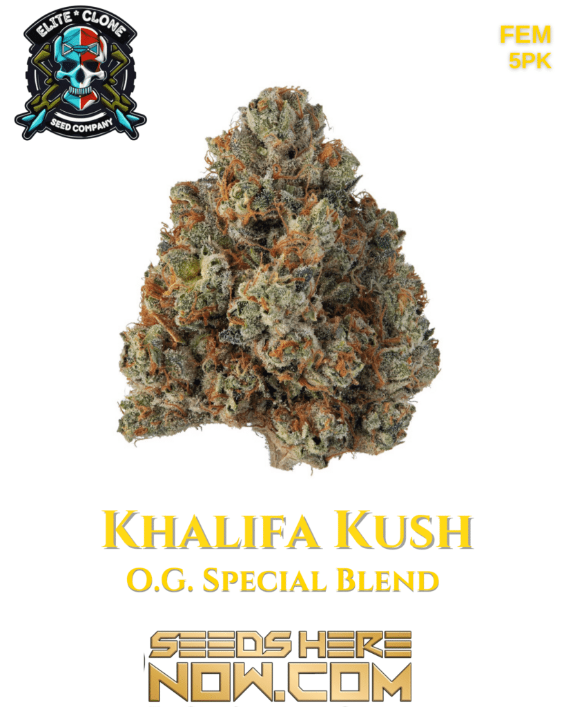 Order Khalifa Kush Feminized Seeds -Uplifting and Energizing
