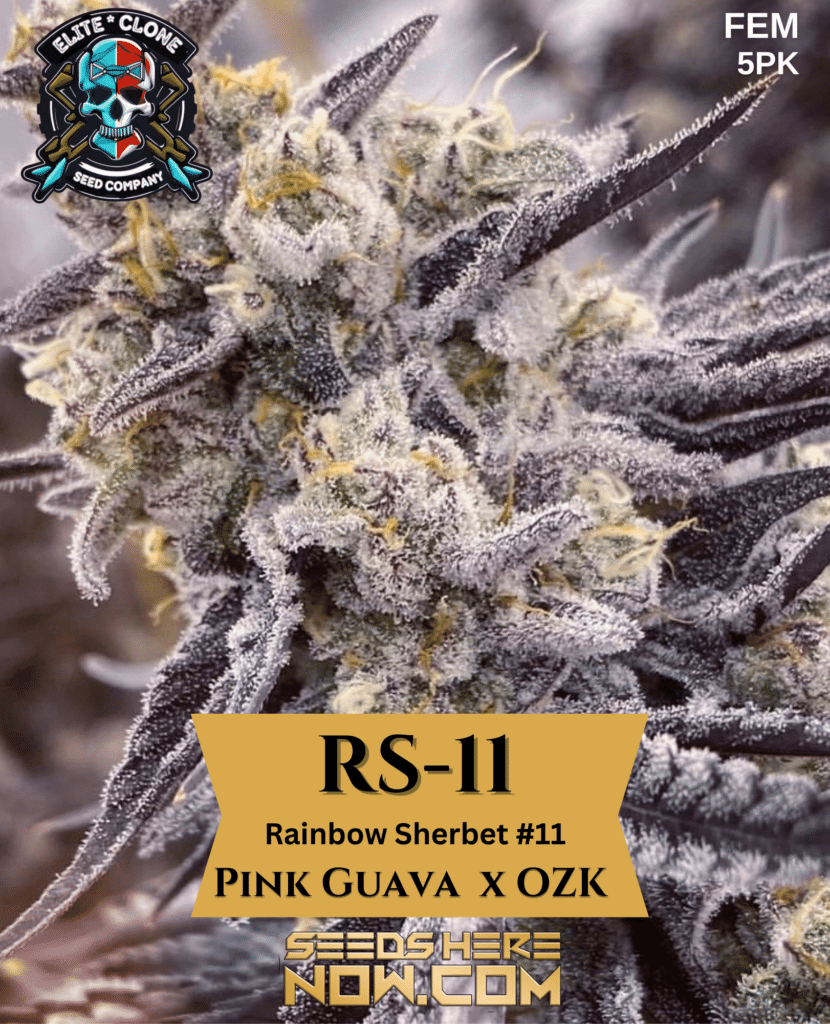 Get RS11 Feminized Cannabis Seeds - Sweet and Smooth Smoke