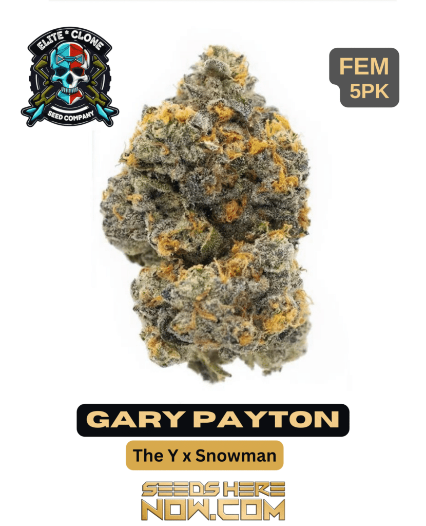 Gary Payton Strain Seeds {FEM} [5pk] | Gary Payton Feminized Seeds ...
