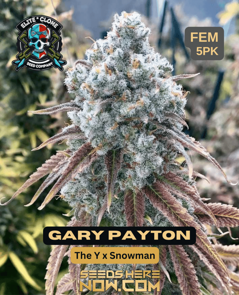 Gary Payton Strain Seeds {FEM} [5pk] | Gary Payton Feminized Seeds ...