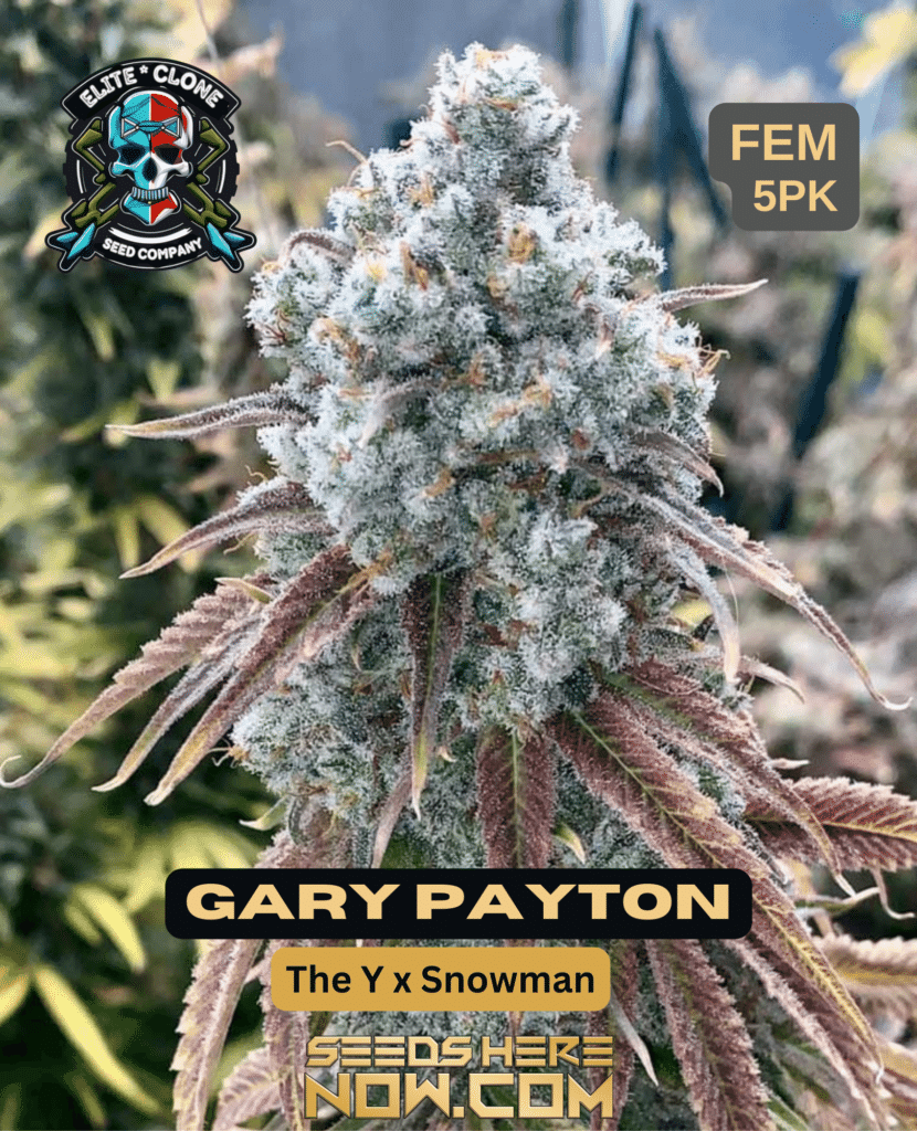 Gary Payton Strain Seeds {FEM} [5pk] | Gary Payton Feminized Seeds ...