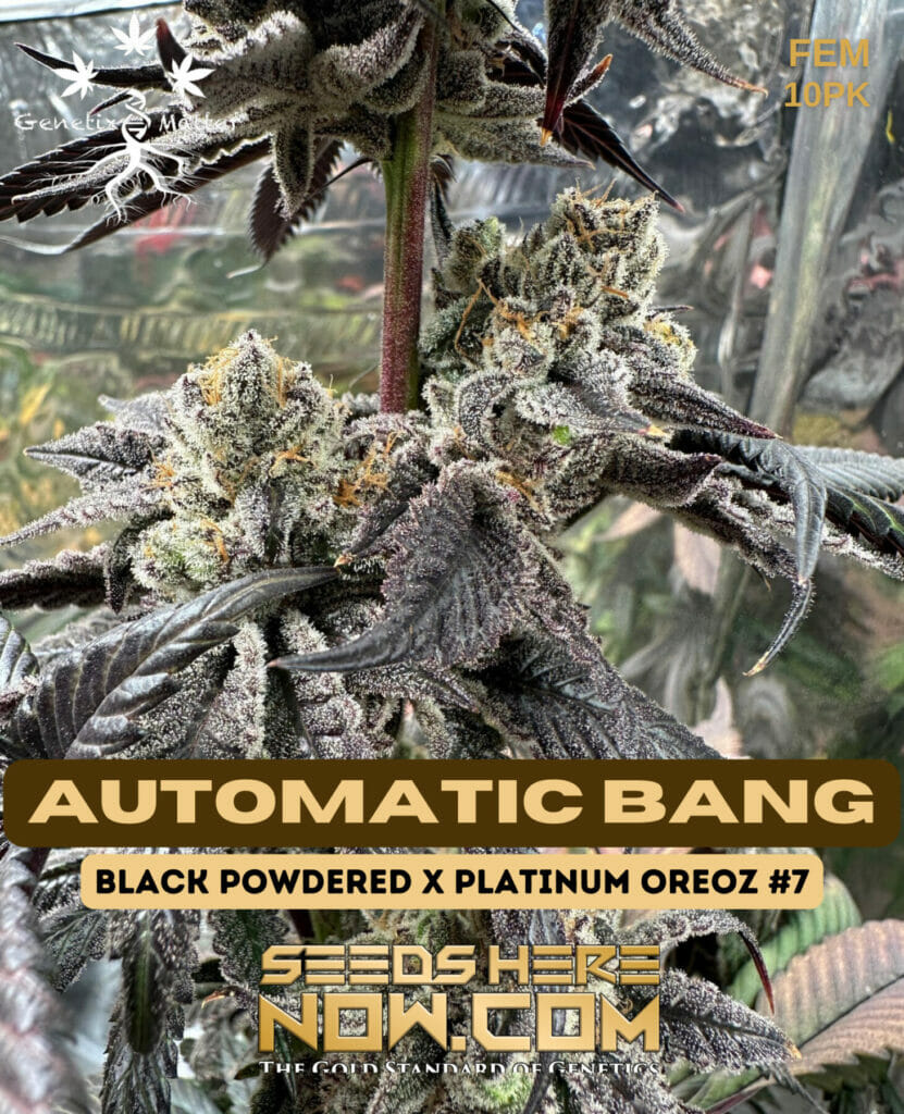 Shop Automatic Bang Feminized Marijuana Seeds | Heavy Yields