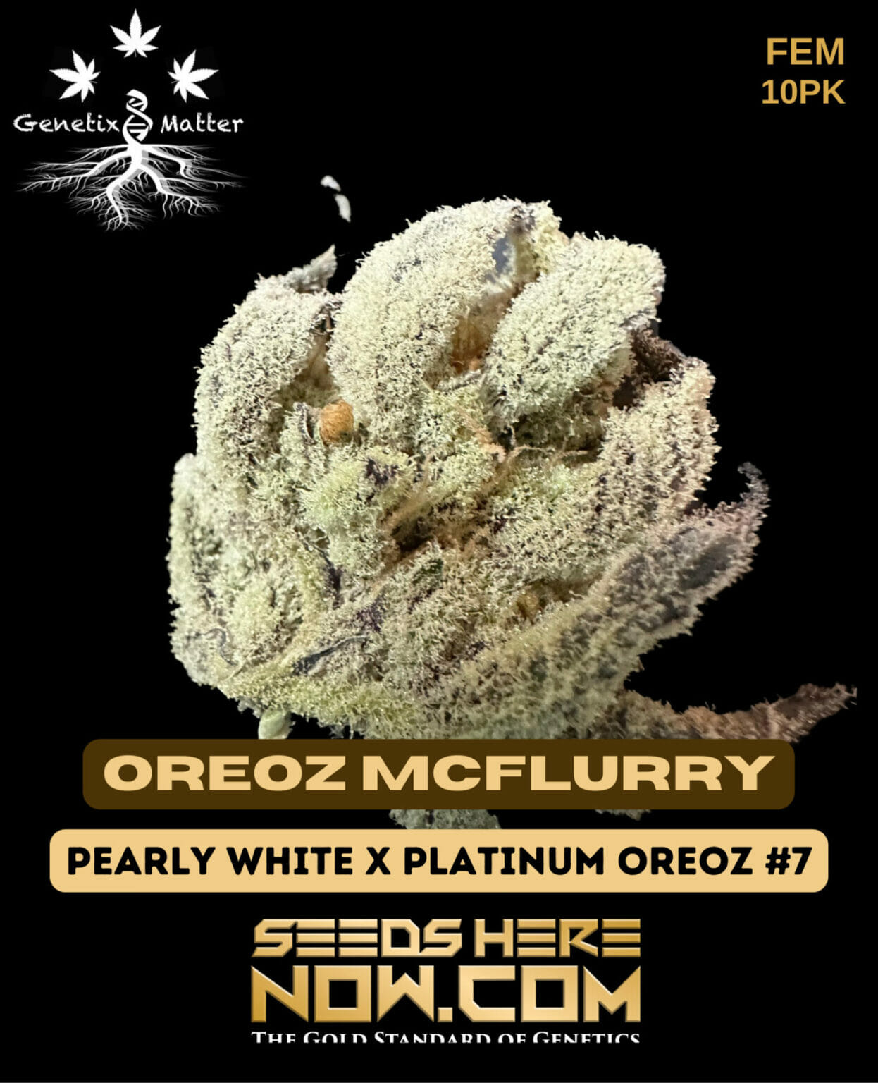 Buy Oreoz McFlurry Feminized Marijuana Seeds | Rich Terpenes