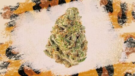 Cheetah Piss Review: Cannabis Effects, THC & Info | SHN