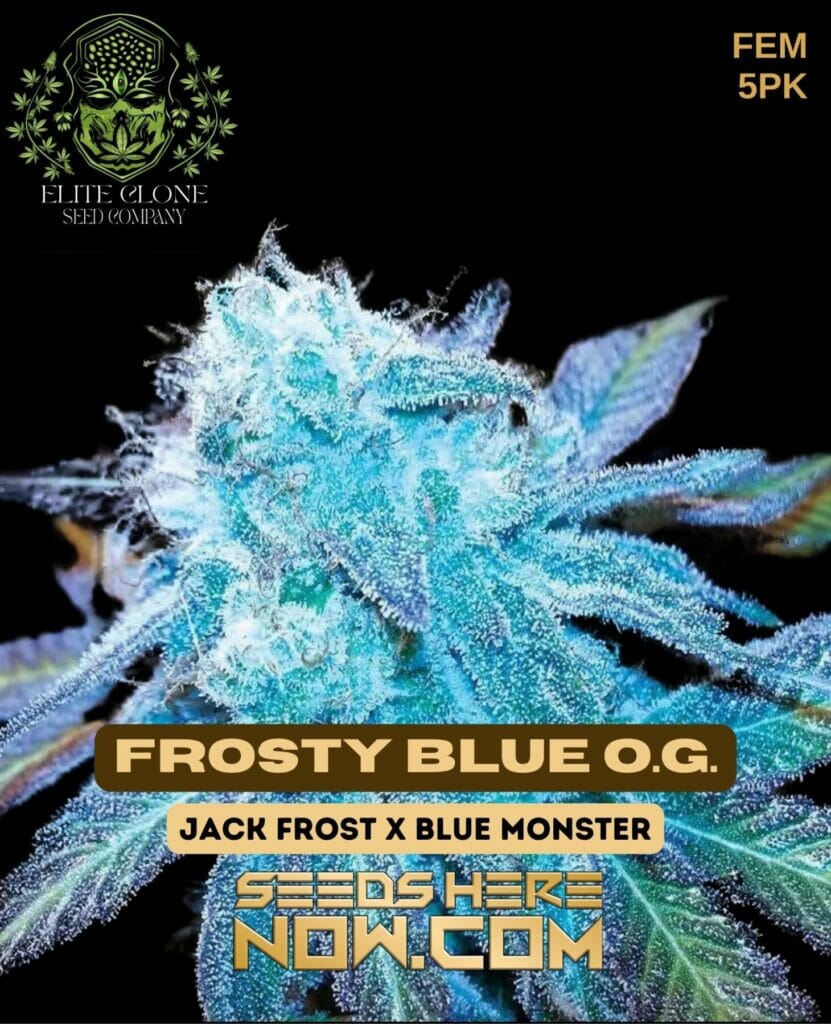 Order Frosty Blue O.G. Feminized Seeds -Potent and Flavorful