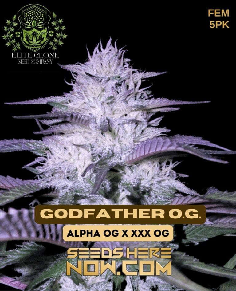 Godfather OG Strain Feminized Cannabis Seeds | SeedsHereNow