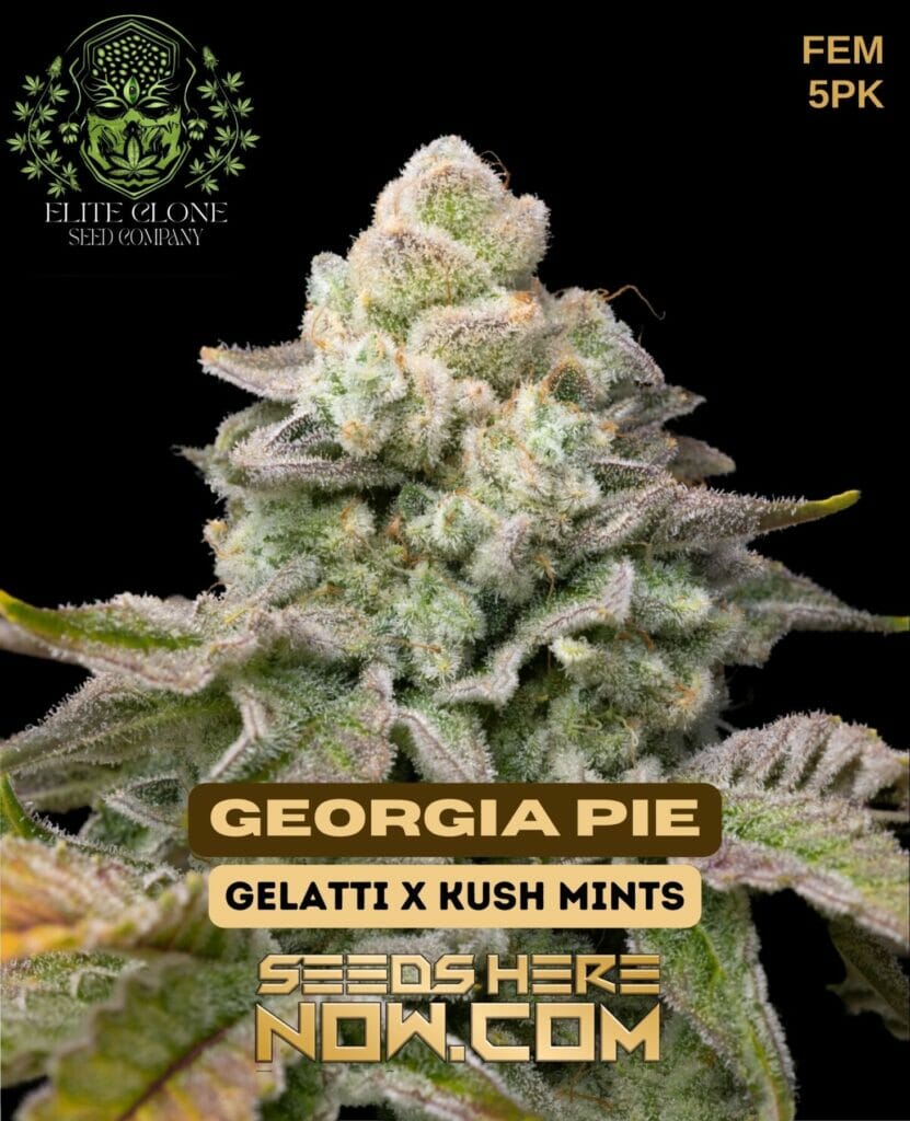 Buy Georgia Pie Feminized Seeds - Potent And Flavorful