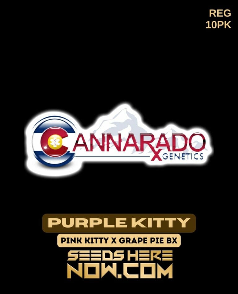Grab Purple Kitty Regular Seeds - High Yield Potential