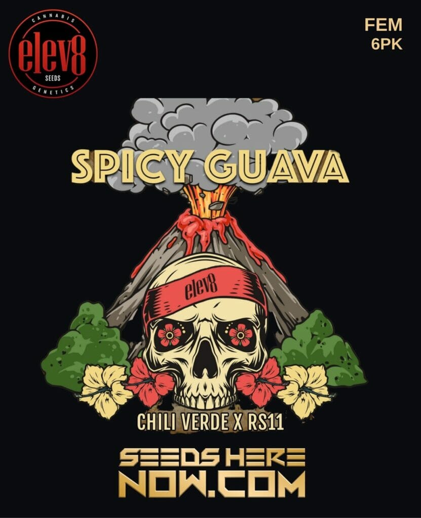 Grab Spicy Guava Feminized Cannabis Seeds - High THC Content