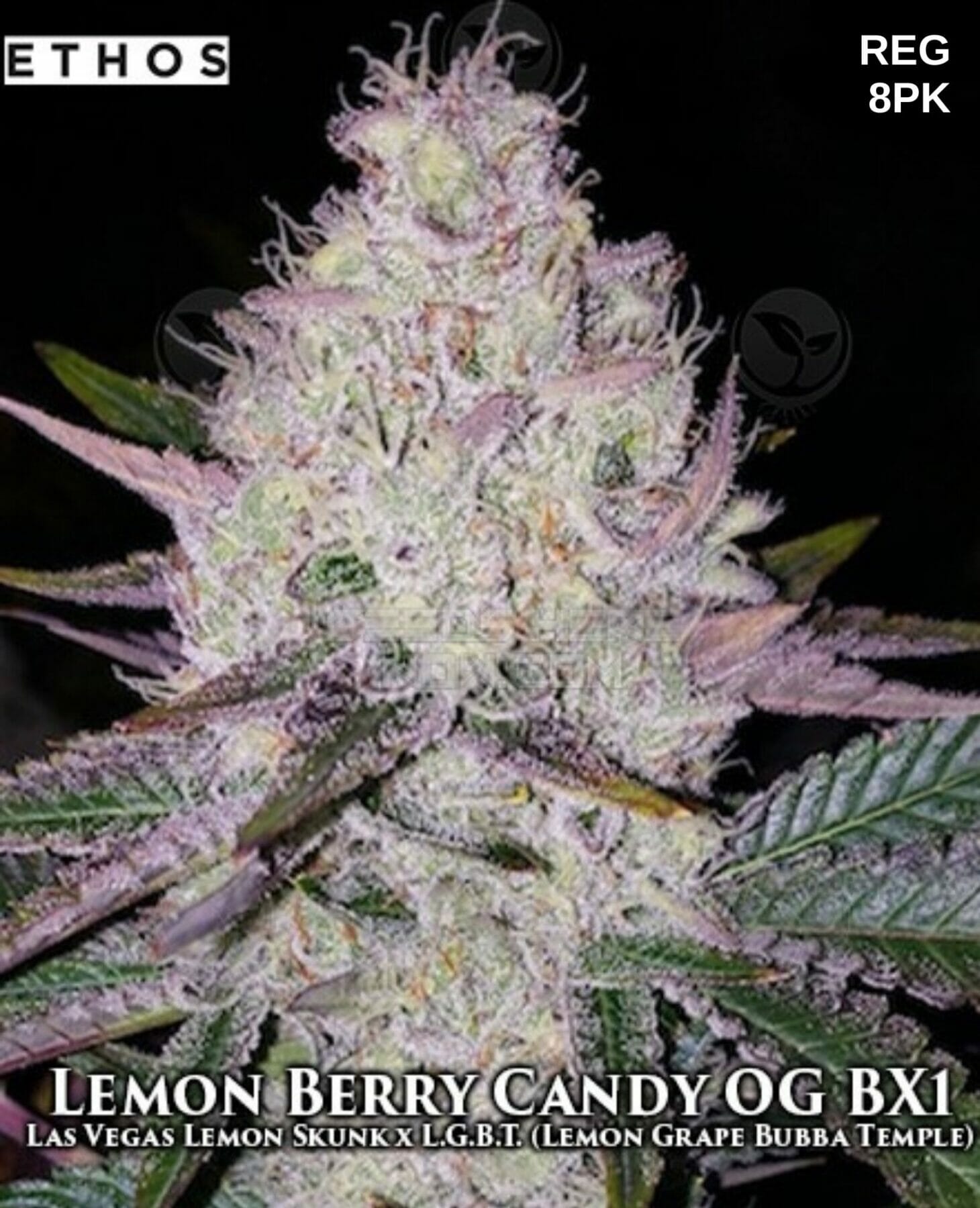 Ethos Genetics – Lemon Berry Candy OG Bx1 {REG} [8pk] | Free Seed With ...