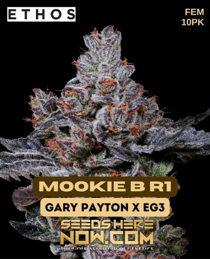 Shop Mookie B R1 Feminized Weed Seeds | Outdoor Beast | Calm