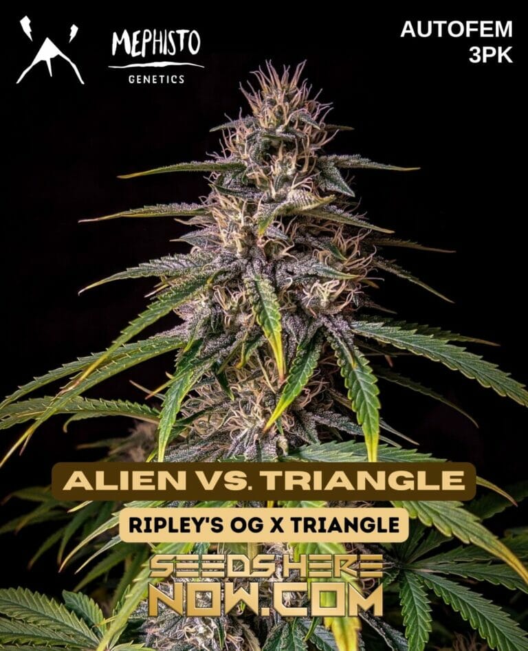 Buy Alien Vs. Triangle Autoflower Cannabis Seeds - High THC