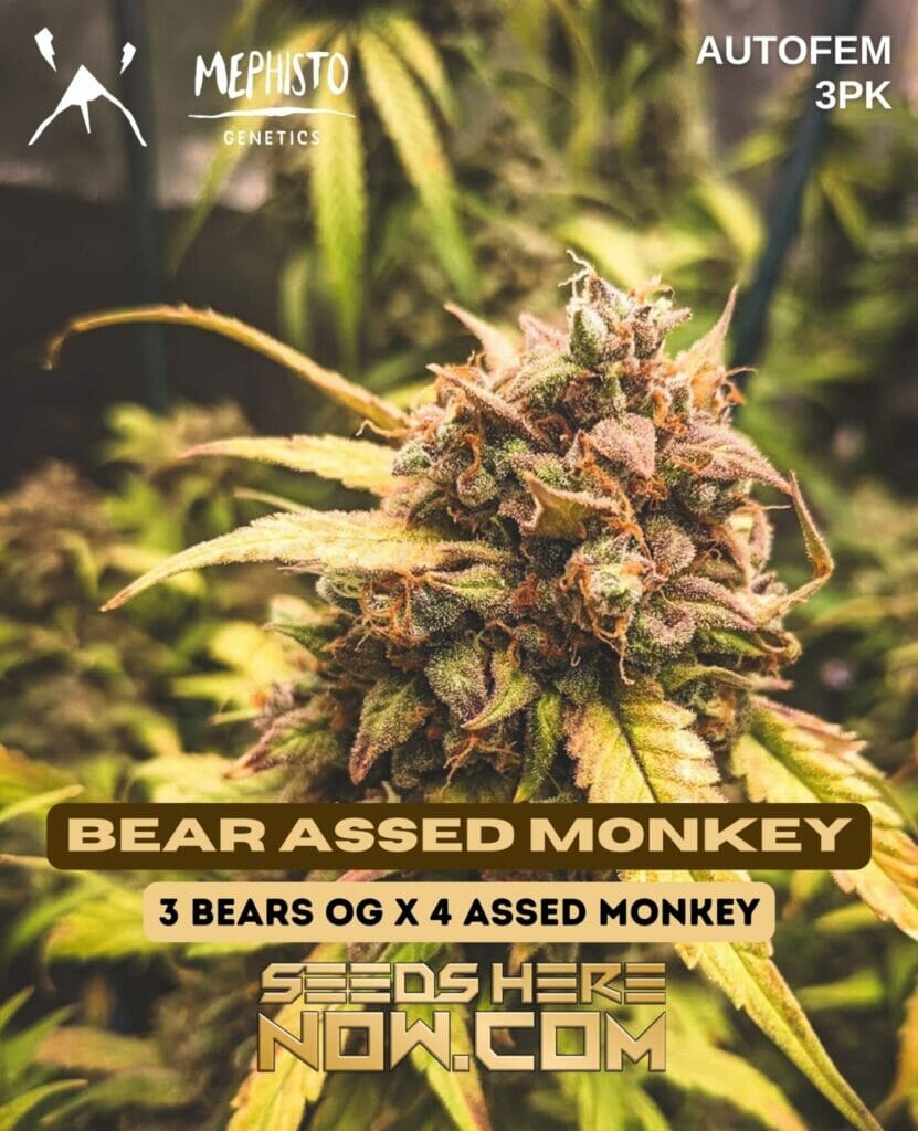 Mephisto Genetics Bear Assed Monkey Autofem Seeds | THC: High, 63-70 ...