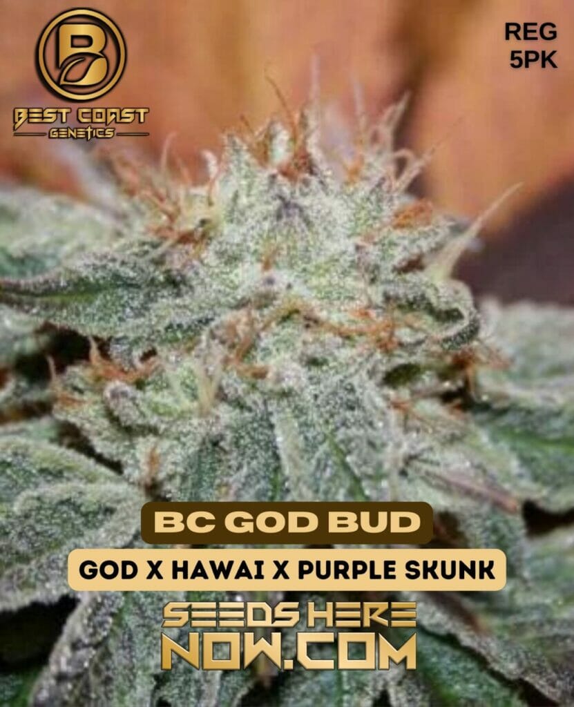 Buy BC God Bud Regular Cannabis Seeds - Potent & Flavorful