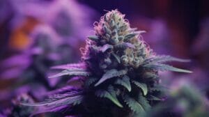 Sherbacio Strain Review: Cannabis Potency & Effects