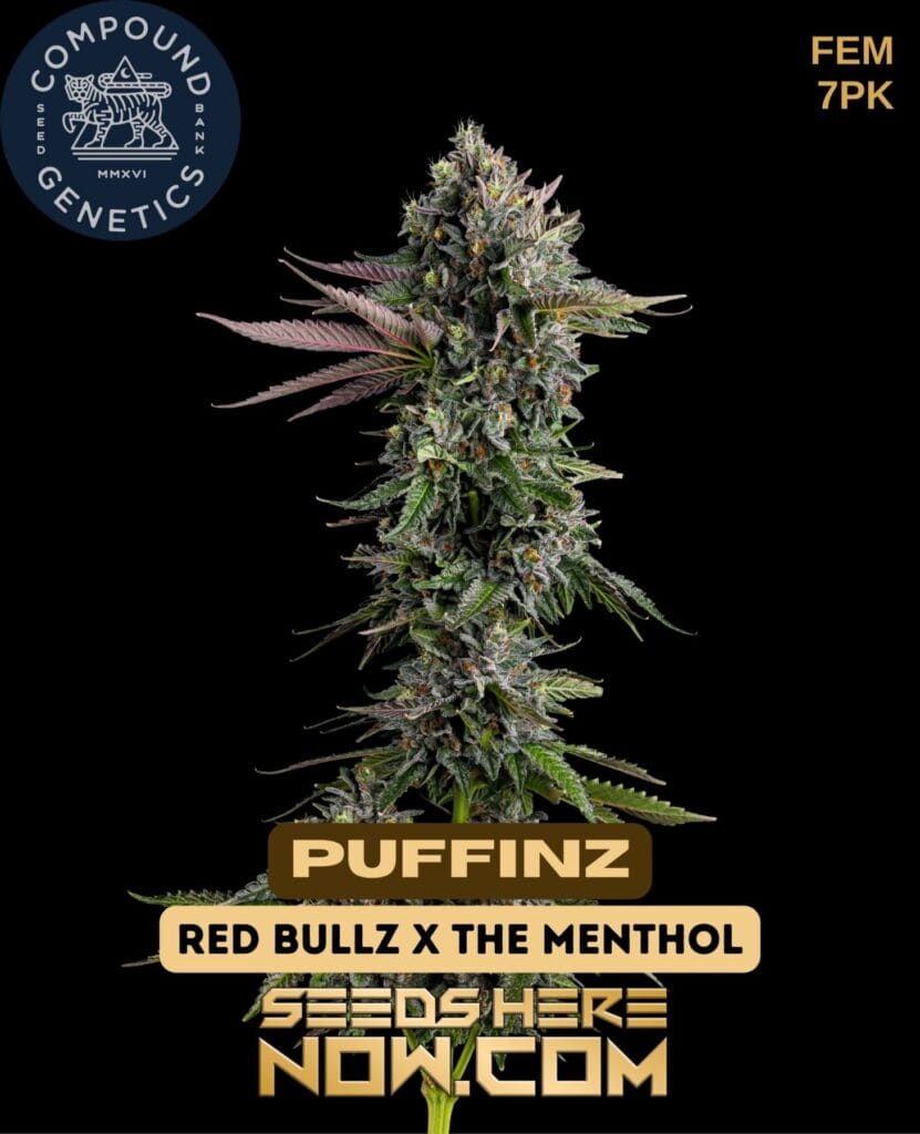 Order Puffinz Feminized Cannabis Seeds -Potent And Flavorful