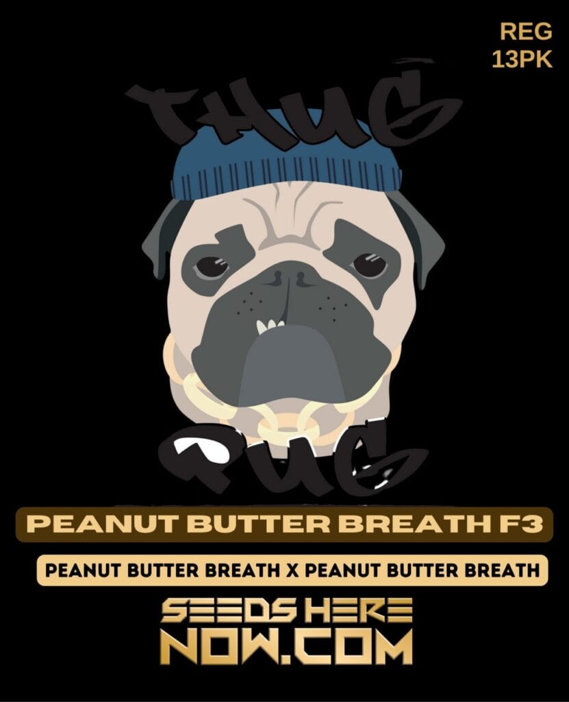 Thug Pug Genetics – Peanut Butter Breath F3 {REG} [13pk] - Seeds Here Now