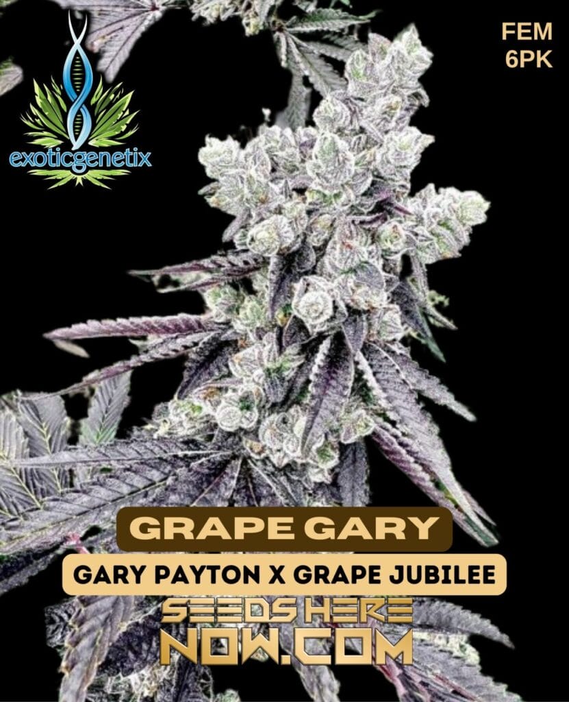 Buy Grape Gary Feminized Cannabis Seeds -Potent And Flavorful