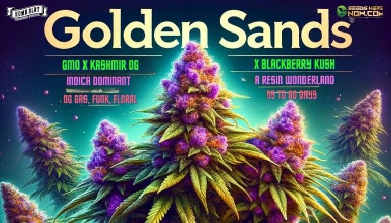 Golden Sands Strain Review: Cannabis Potency & Effects
