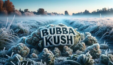 Bubba Kush Strain Review: Effects, Growing Tips & Benefits