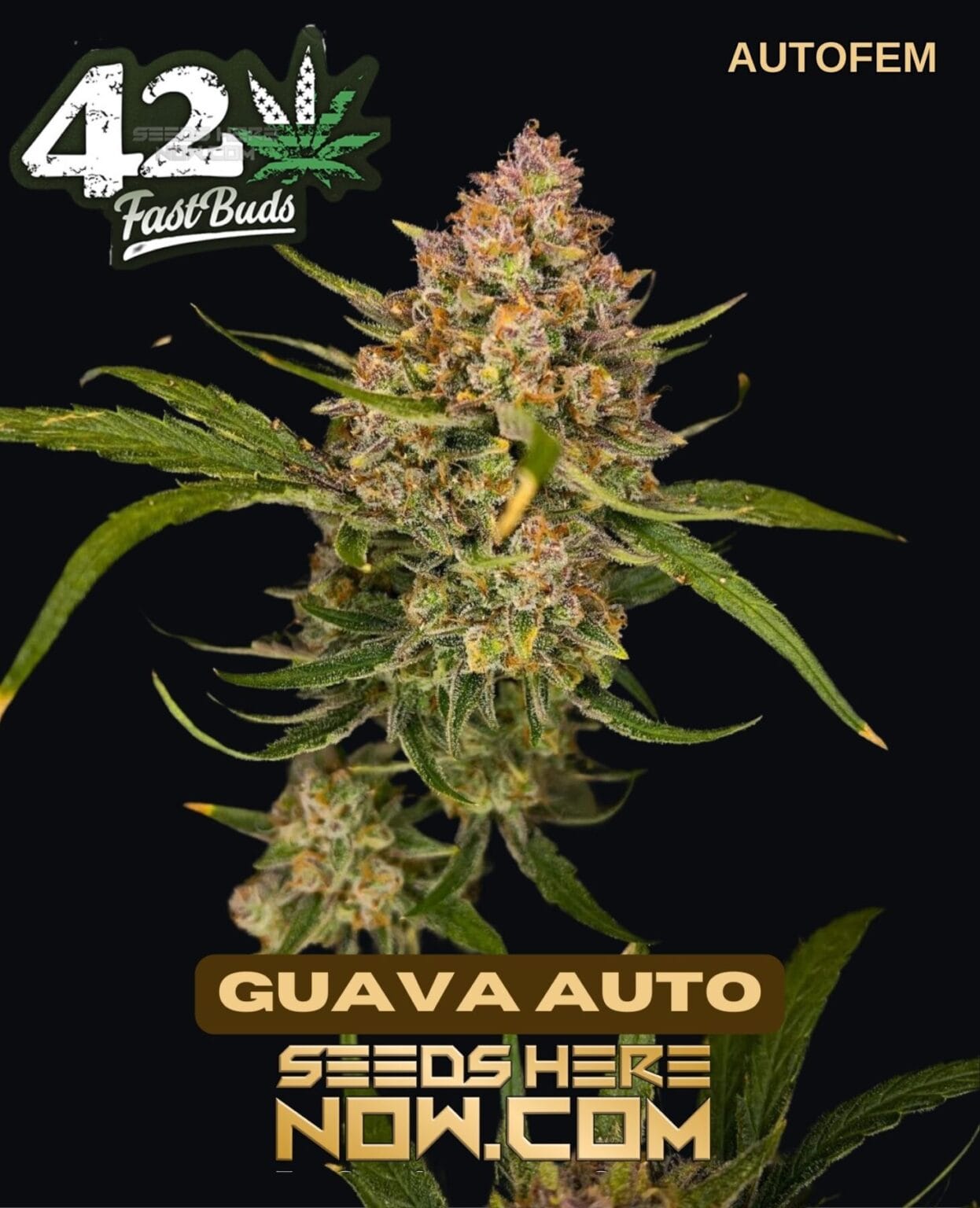 Fast Buds 420: Premium Cannabis Seeds - Auto Flowers & More