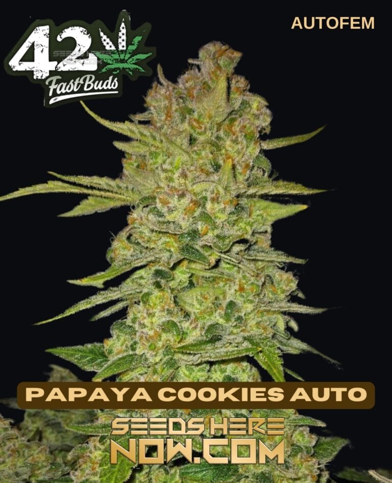 Fast Buds 420: Premium Cannabis Seeds - Auto Flowers & More