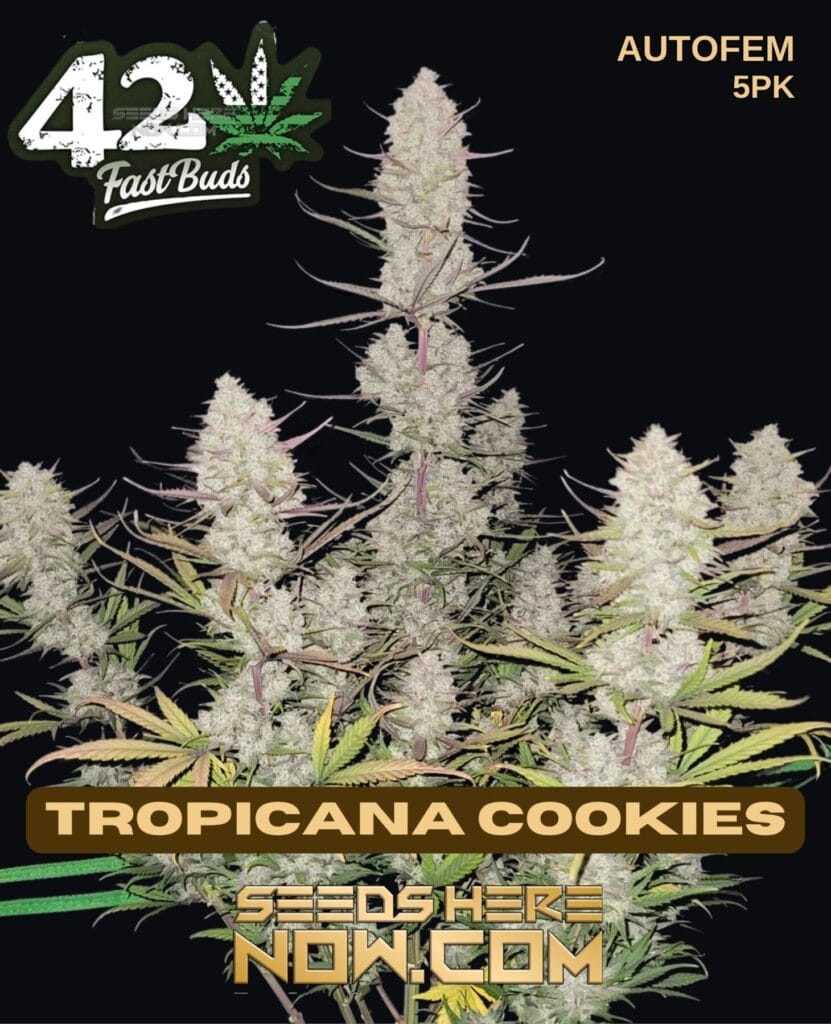 Fast Buds 420: Premium Cannabis Seeds - Auto Flowers & More