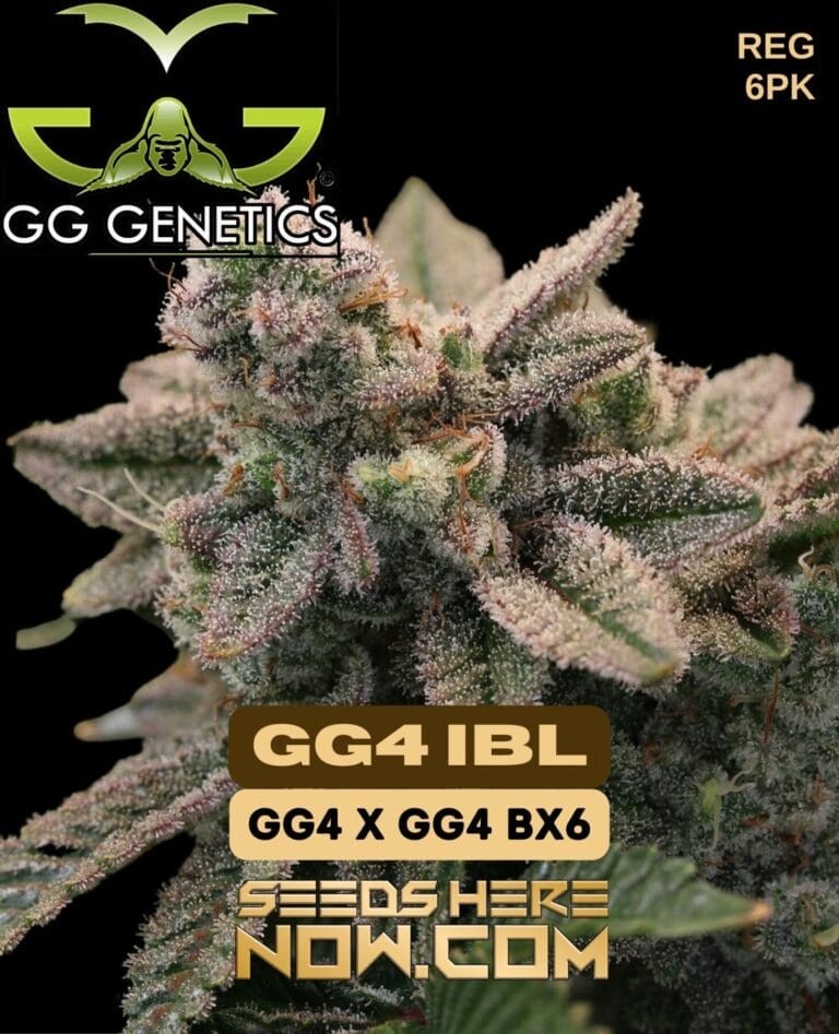GG Genetics – GG4 IBL {REG} [6pk] - Seeds Here Now